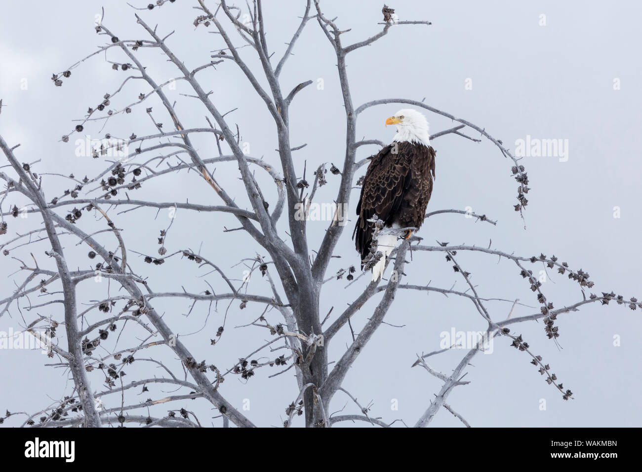 USA, Wyoming, Yellowstone National Park, Bald eagle, Haliaeetus leucocephalus. A bald eagle ...