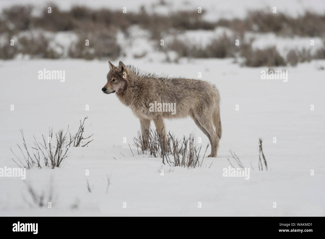 Ray goff hi-res stock photography and images - Alamy