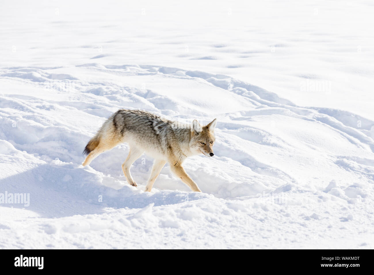 Usa, Wyoming, Yellowstone National Park. Coyote moving through bison ...