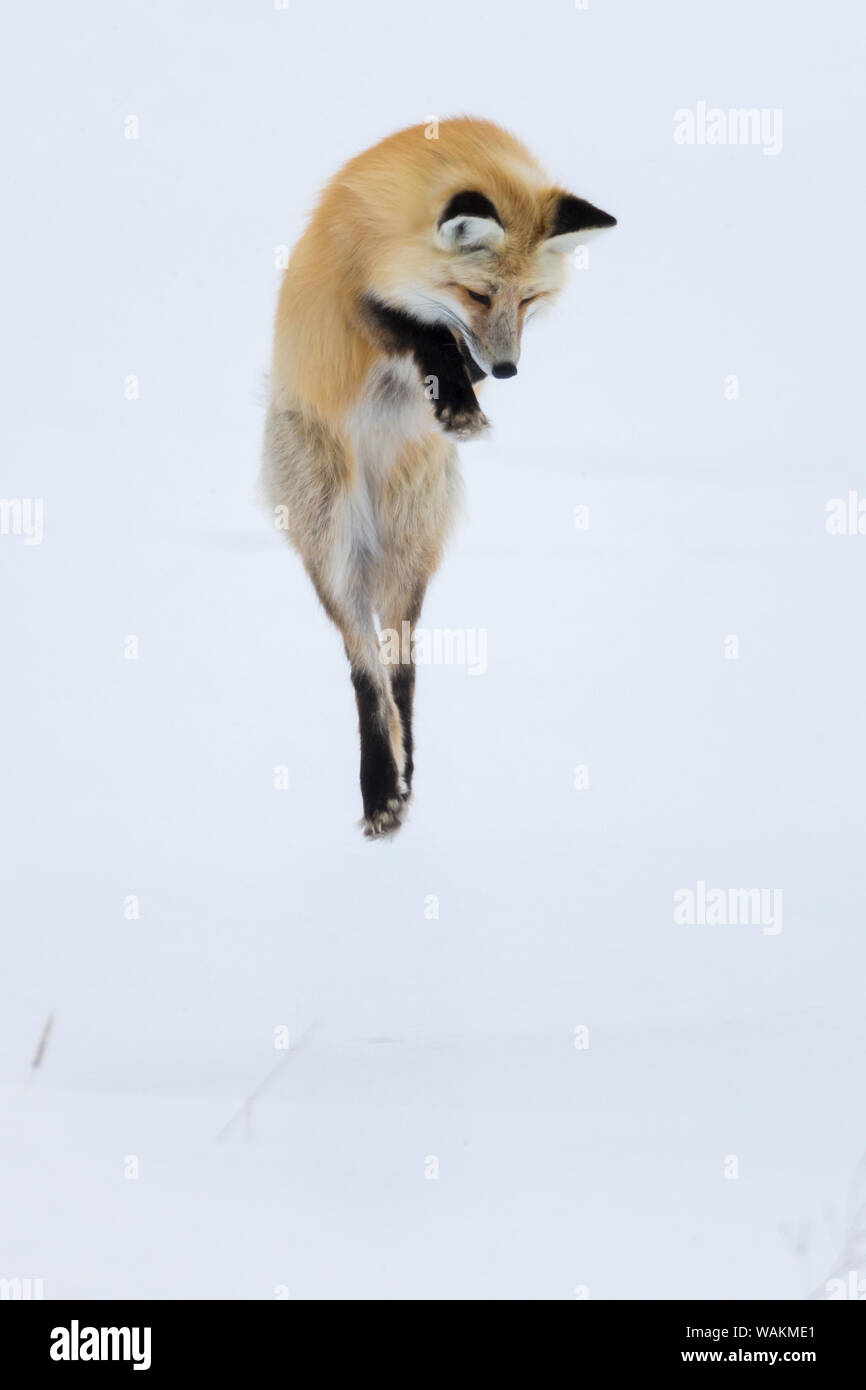 Leaping fox hi-res stock photography and images - Alamy
