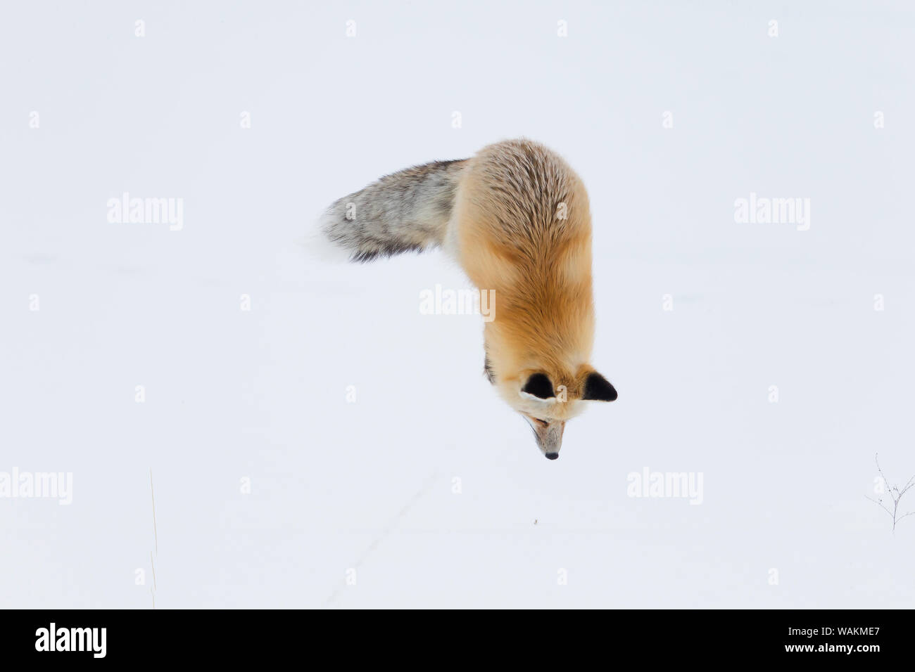 Leaping fox hi-res stock photography and images - Alamy