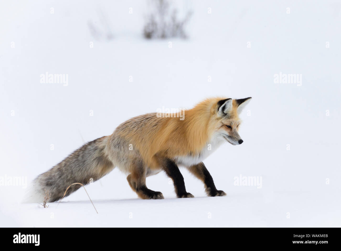 Usa, Wyoming, Yellowstone National Park. Red fox, having heard a rodent ...