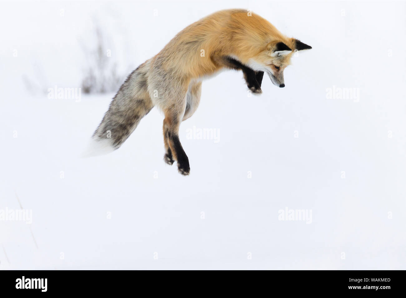 Leaping fox hi-res stock photography and images - Alamy