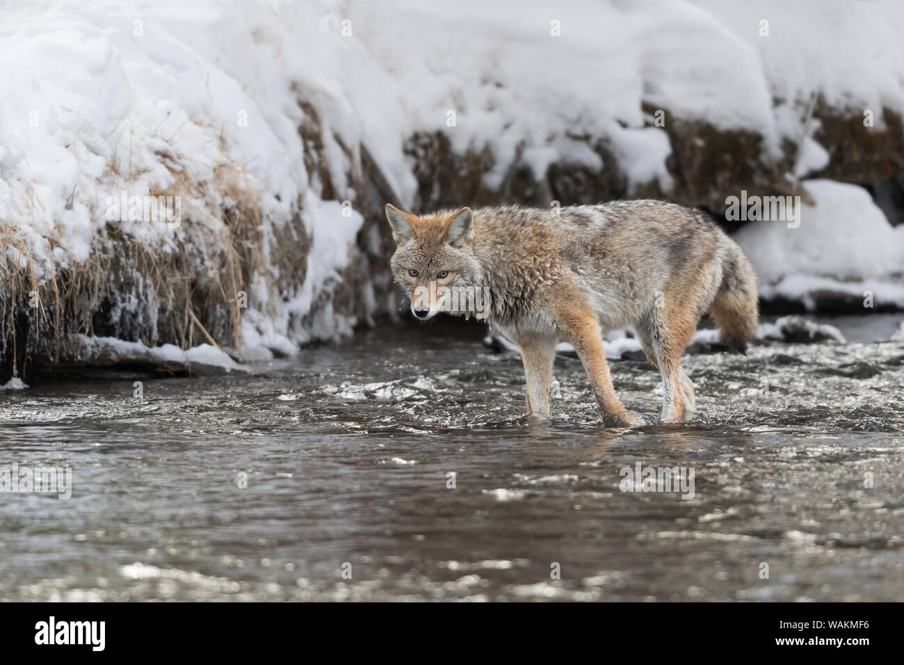 Usa, Wyoming, Yellowstone National Park. Coyote standing in the Madison ...