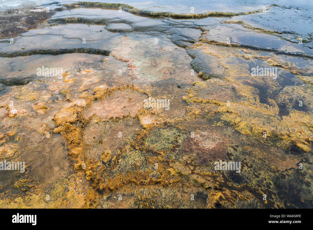 Microbial mats hi-res stock photography and images - Alamy