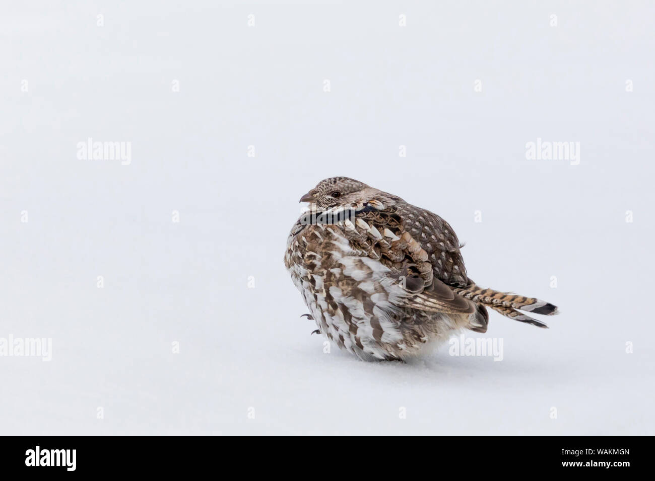 Usa, Wyoming, Yellowstone National Park. Gray partridge slowly walking ...