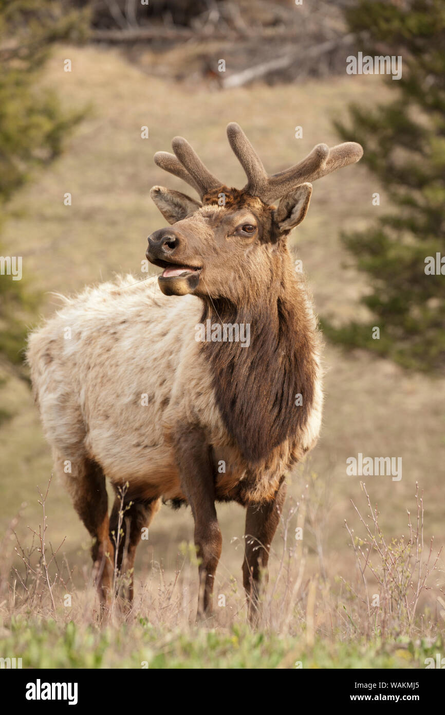 Yellowstone National Park, Wyoming, USA. Male American elk bugling in a ...