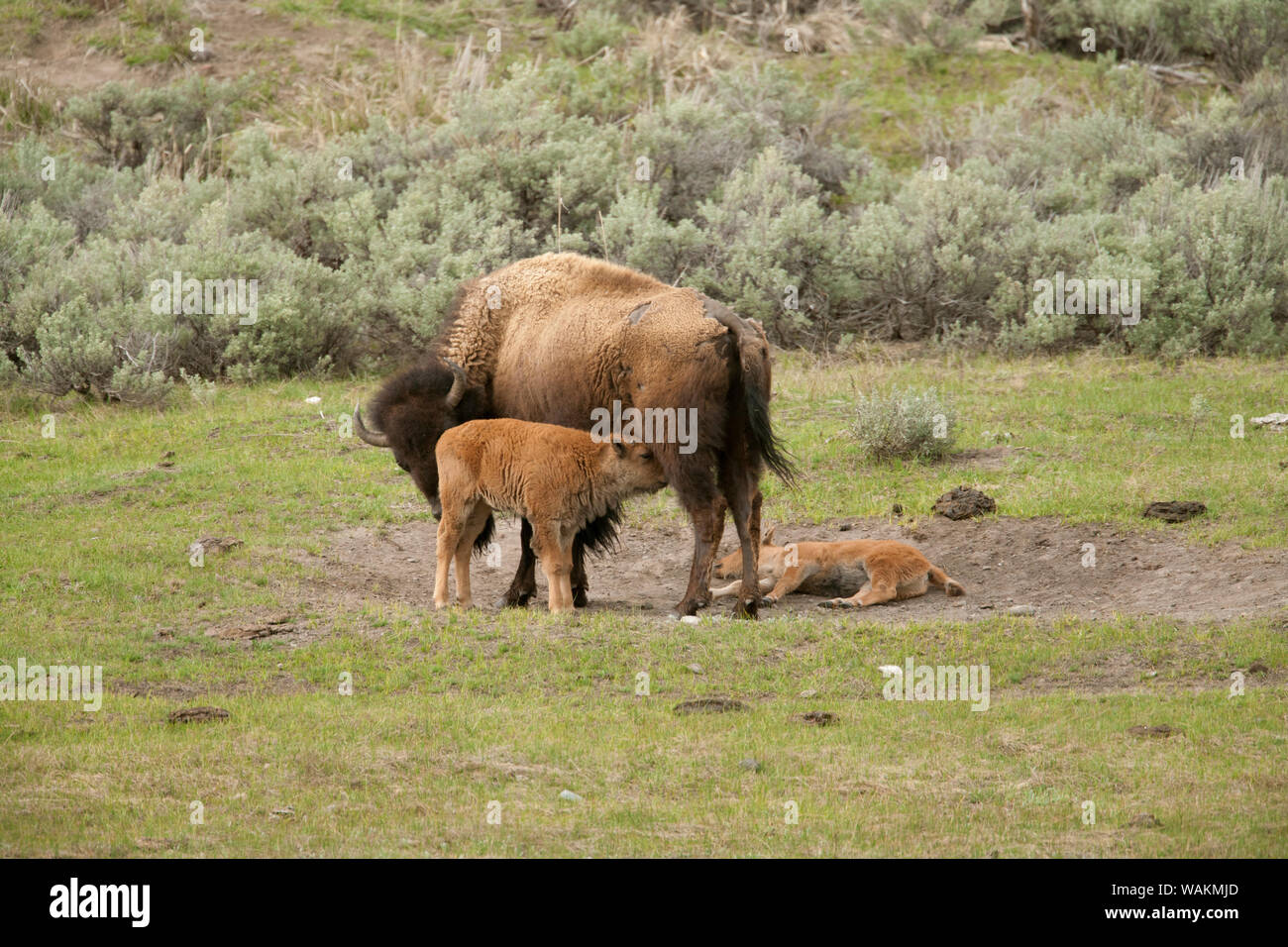 Nursing cow hi-res stock photography and images - Alamy