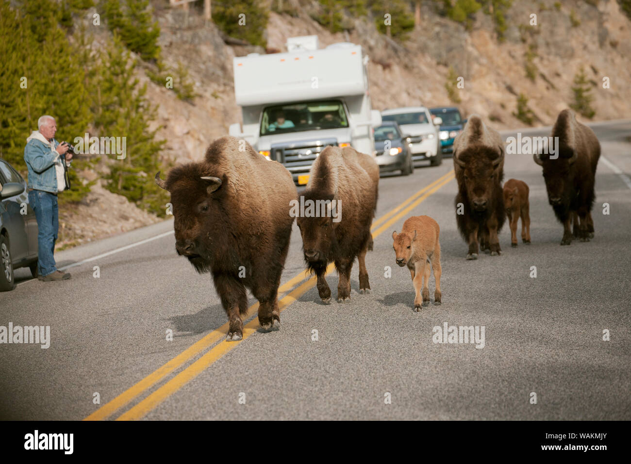 Yellowstone National Park, Wyoming, USA. Bison walking down the middle ...