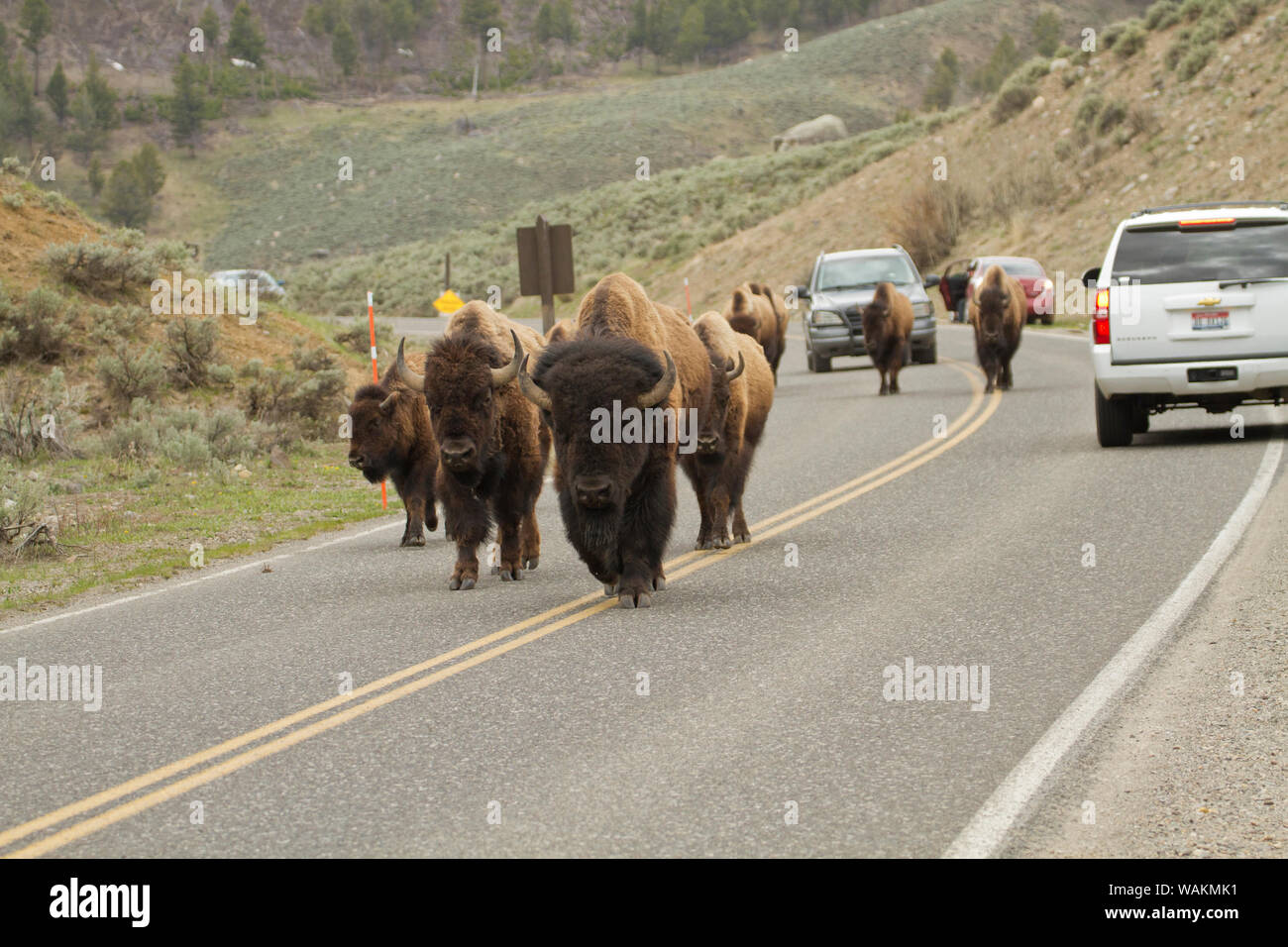 Bison bison herd walking hi-res stock photography and images - Alamy