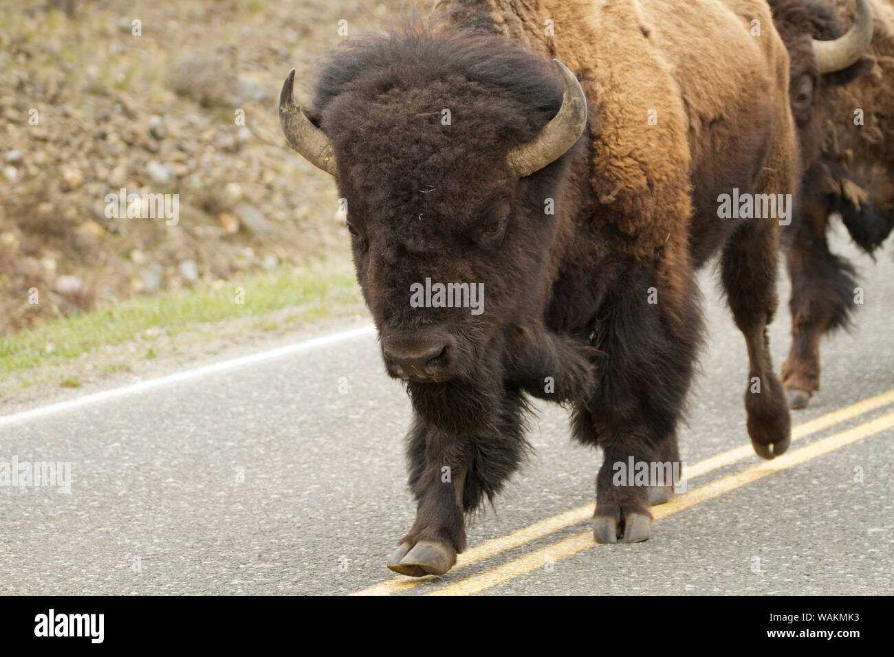 Bison bison herd walking hi-res stock photography and images - Alamy