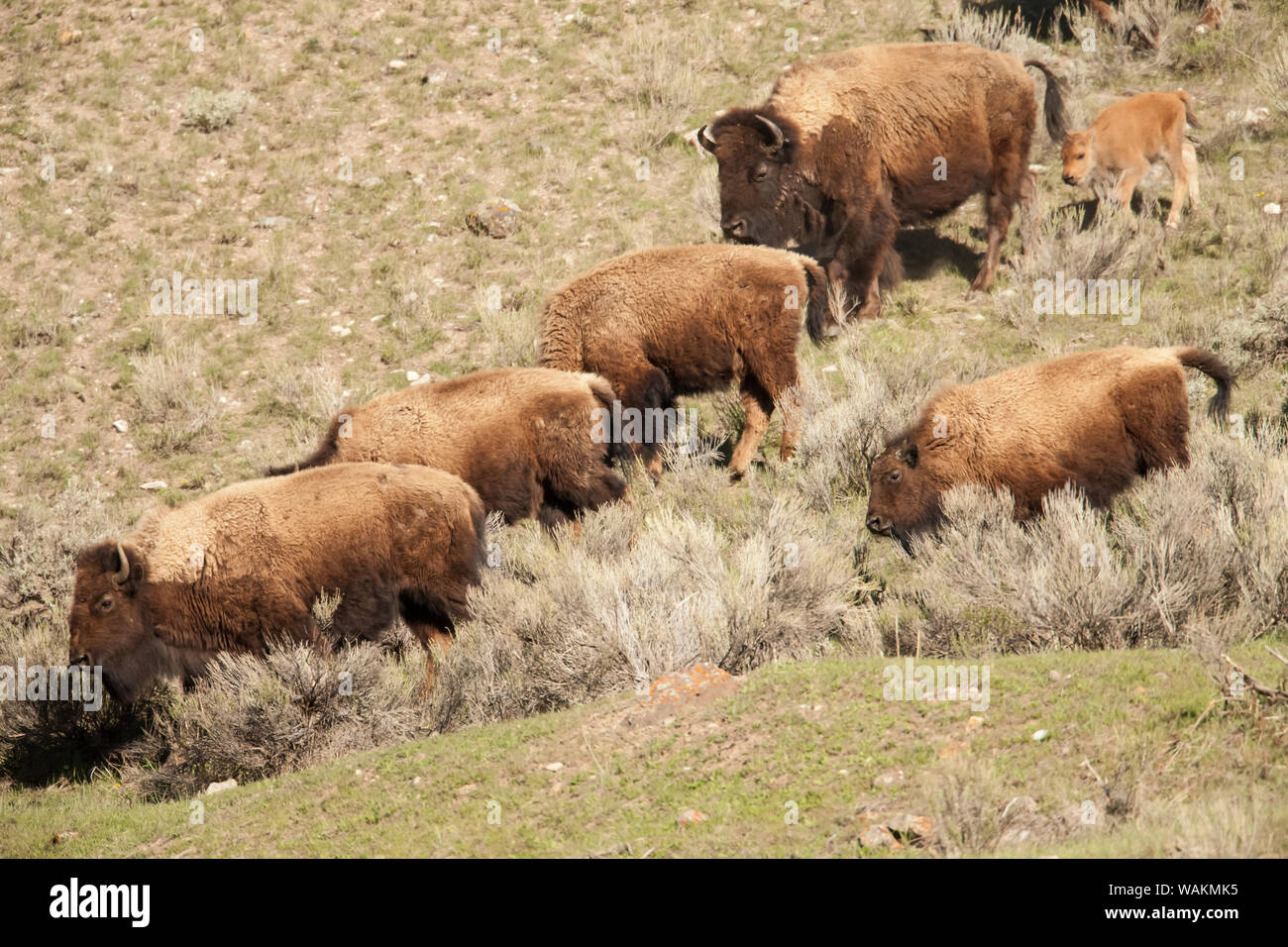 Bison bison herd walking hi-res stock photography and images - Alamy
