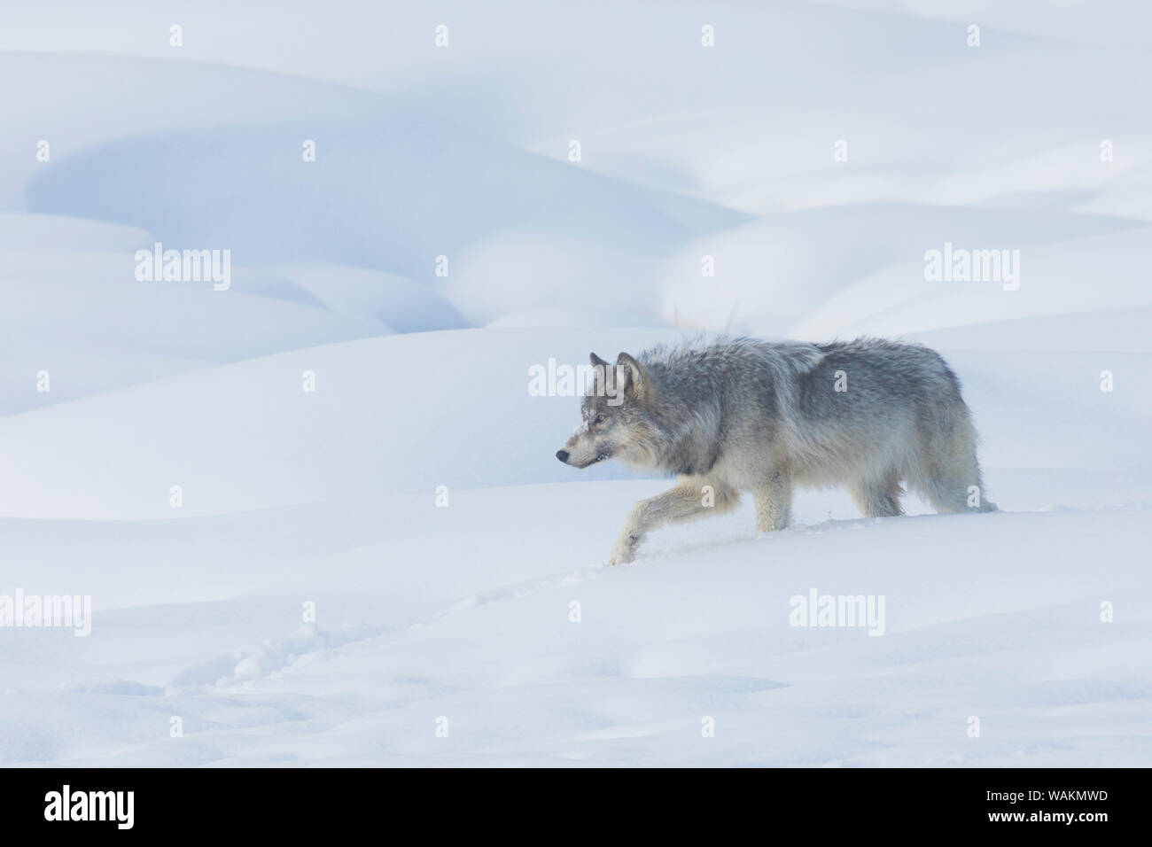 Wolf yellowstone park stalking hi-res stock photography and images - Alamy