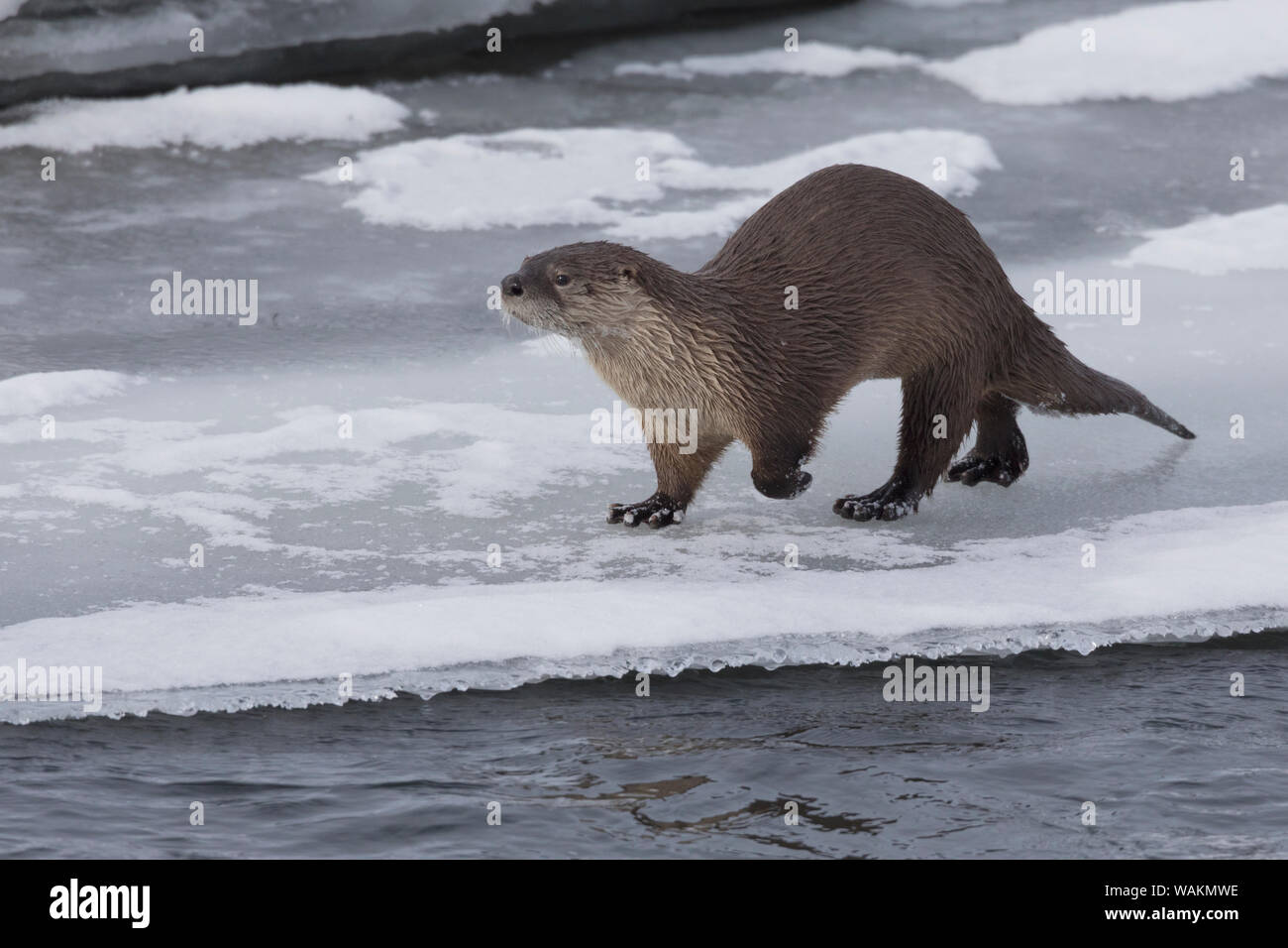 Lamar river hi-res stock photography and images - Alamy