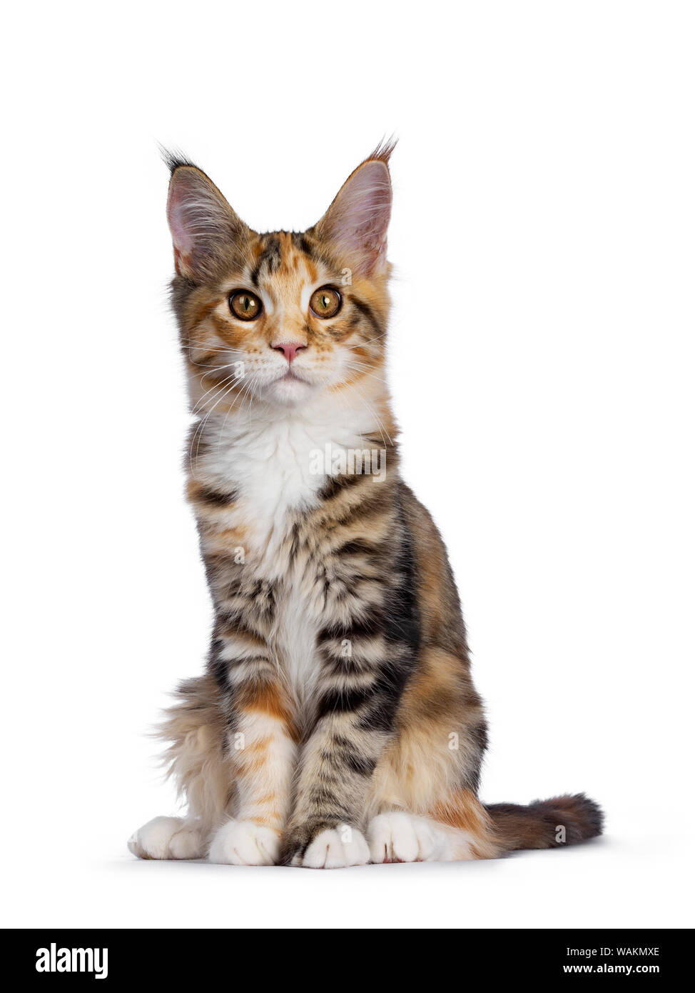 Warm toned cute torbie Maine Coon cat kitten, sitting facing front ...