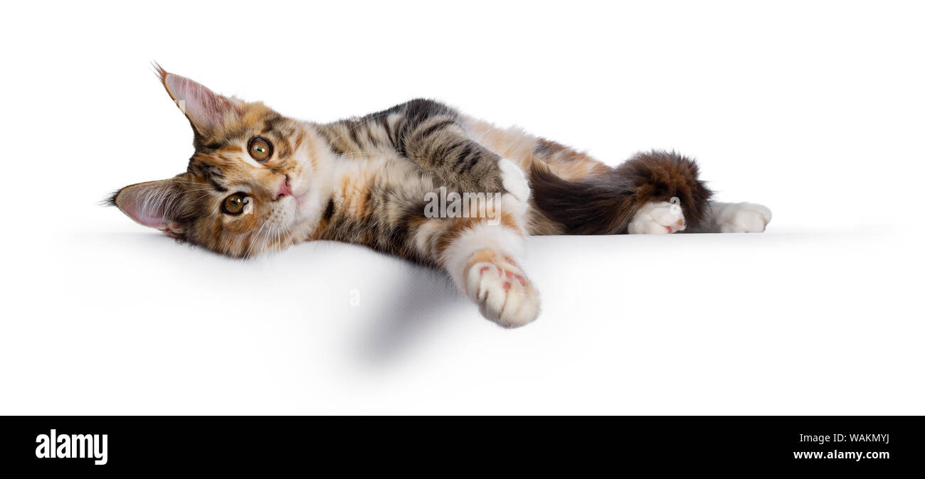 Warm toned cute torbie Maine Coon cat kitten, laying down side ways ...