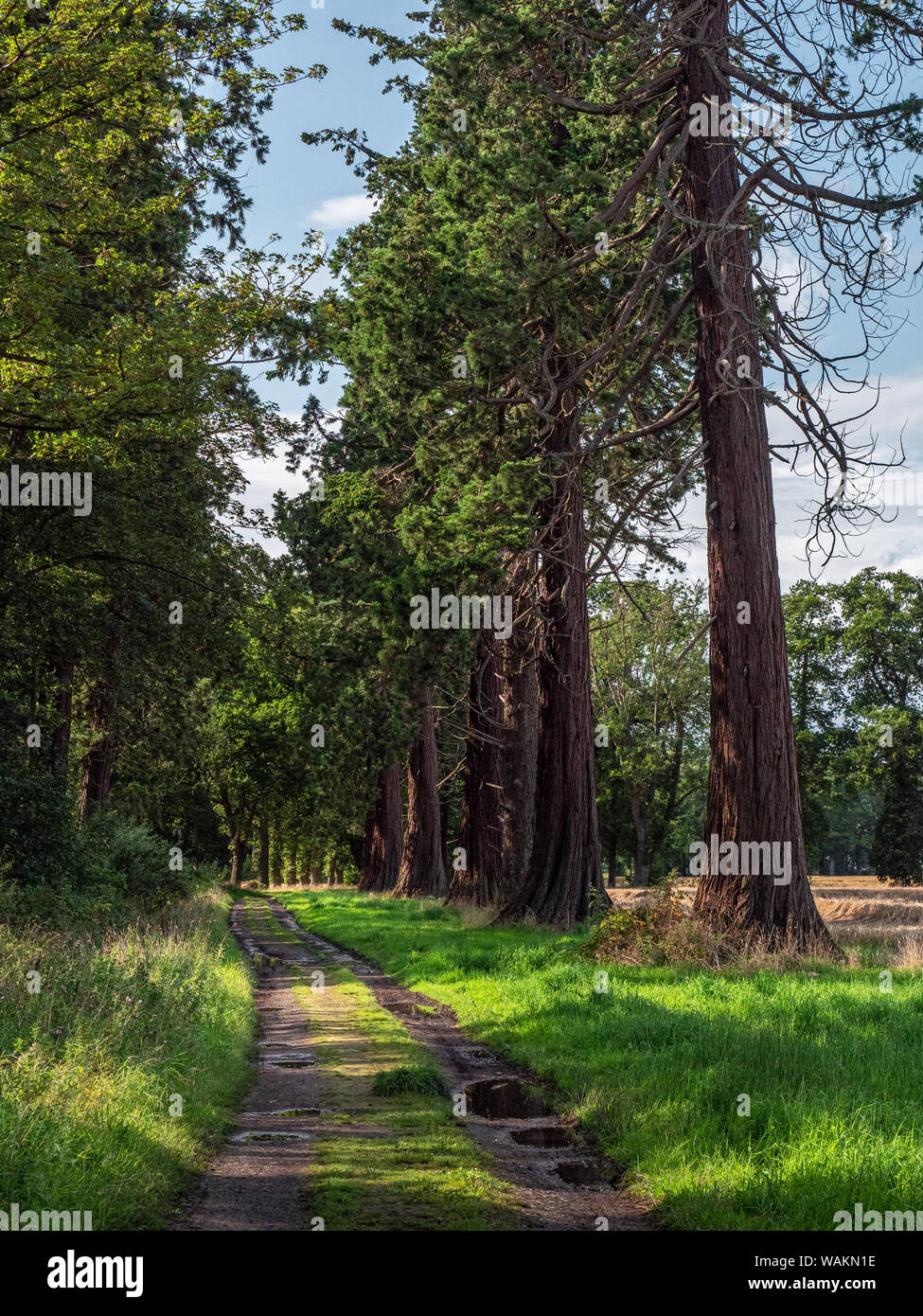 An avenue of giant redwoods (sequoias) at Dunmore Park, Airth, Scotland ...