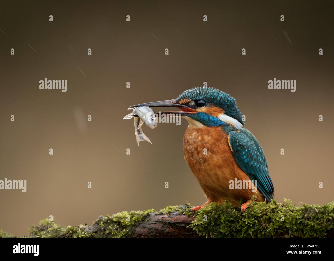 Kingfisher with Catch Stock Photo - Alamy