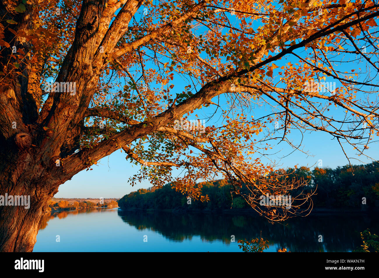 beautiful trees in autumn forest near river, bright sunlight and sunset ...