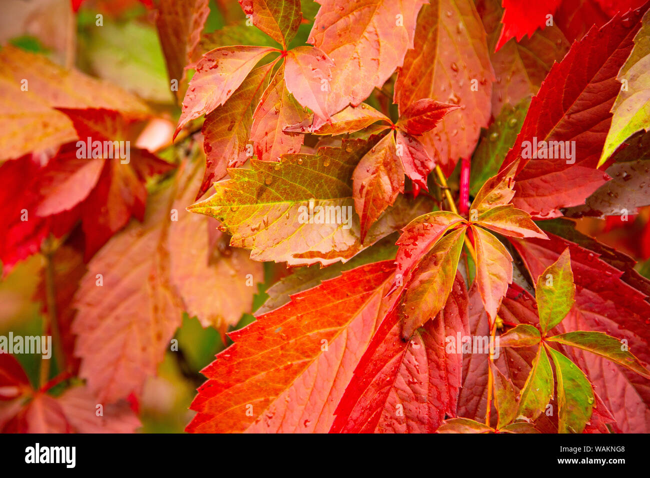 Wallpaper autumn leaves hi-res stock photography and images - Alamy