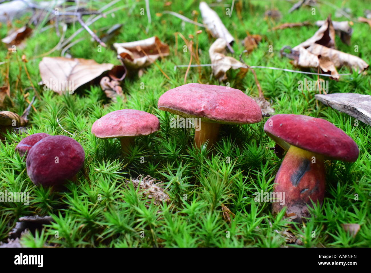 Boletus Rubellus High Resolution Stock Photography and Images - Alamy