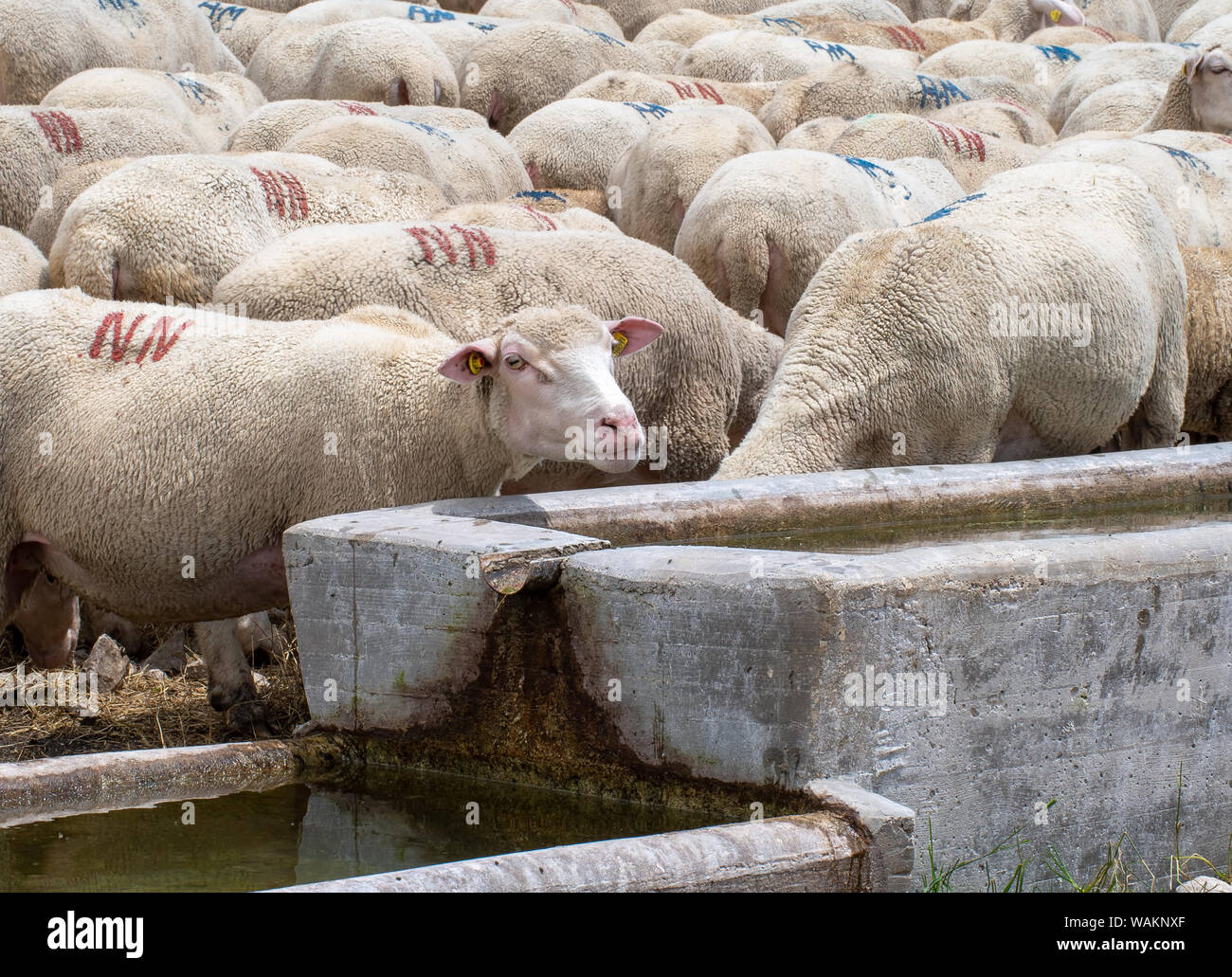 European, Mediterranean sheep, flock, one looking at the camera. Meat ...