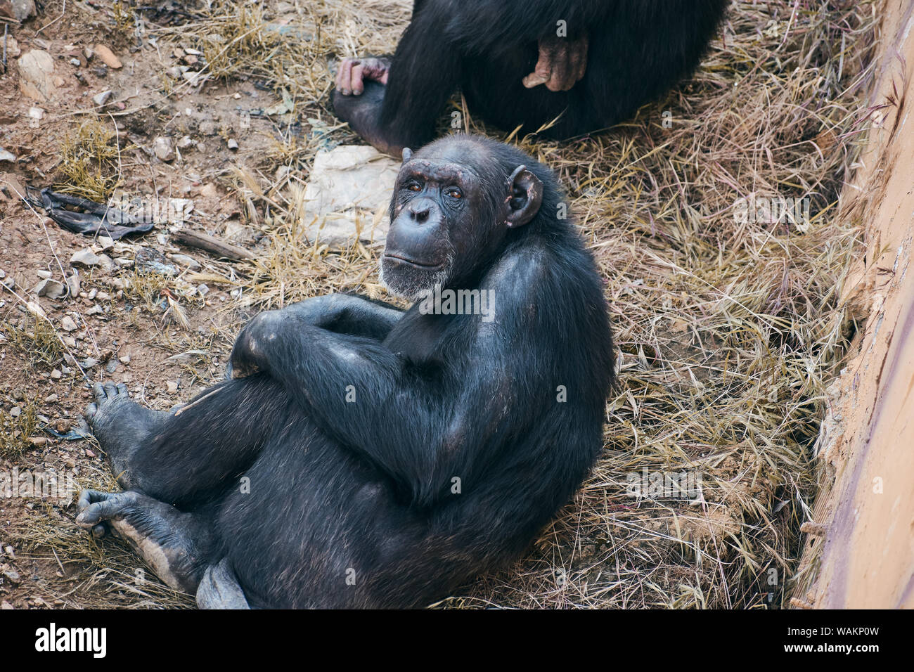 Chimp looking into camera hi-res stock photography and images - Alamy