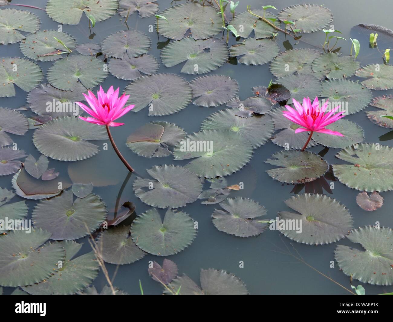 Ping lotus hi-res stock photography and images - Alamy