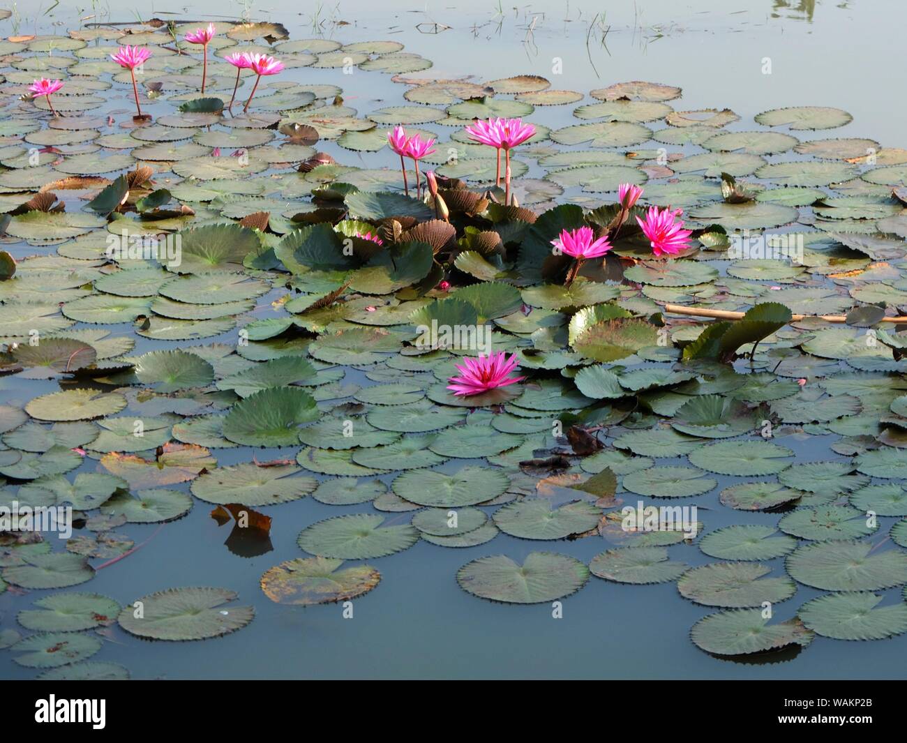 Ping lotus hi-res stock photography and images - Alamy