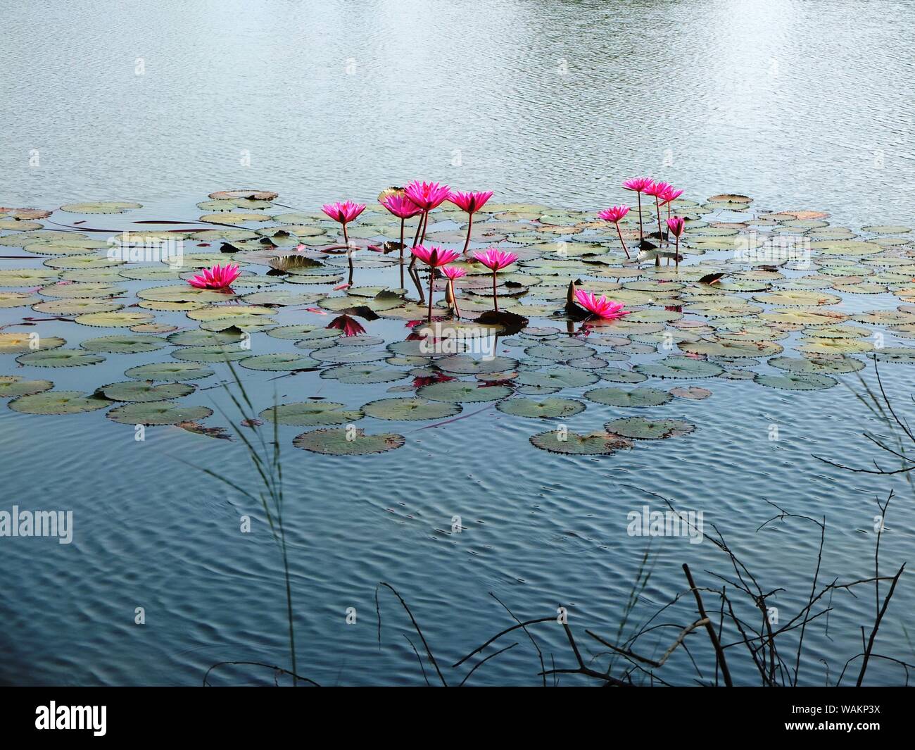 Ping lotus hi-res stock photography and images - Alamy