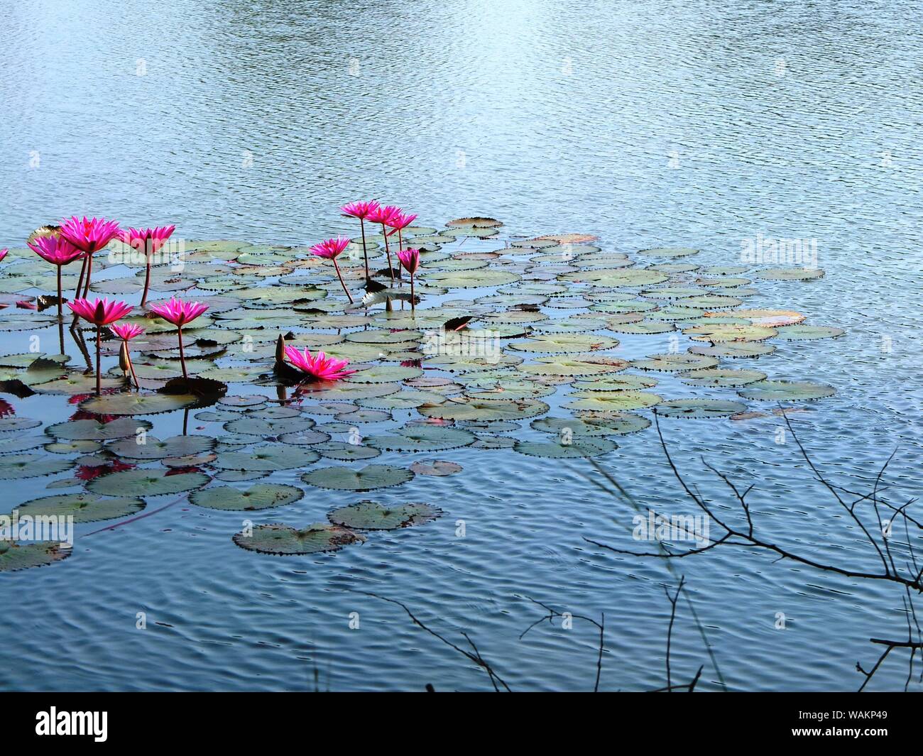 Ping lotus hi-res stock photography and images - Alamy