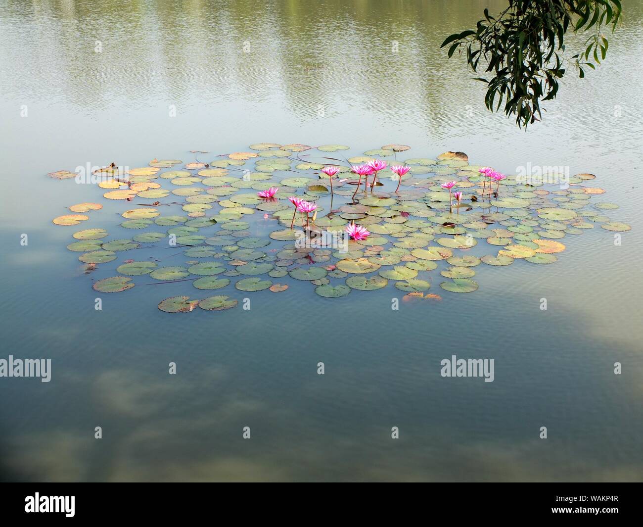 Ping lotus hi-res stock photography and images - Alamy