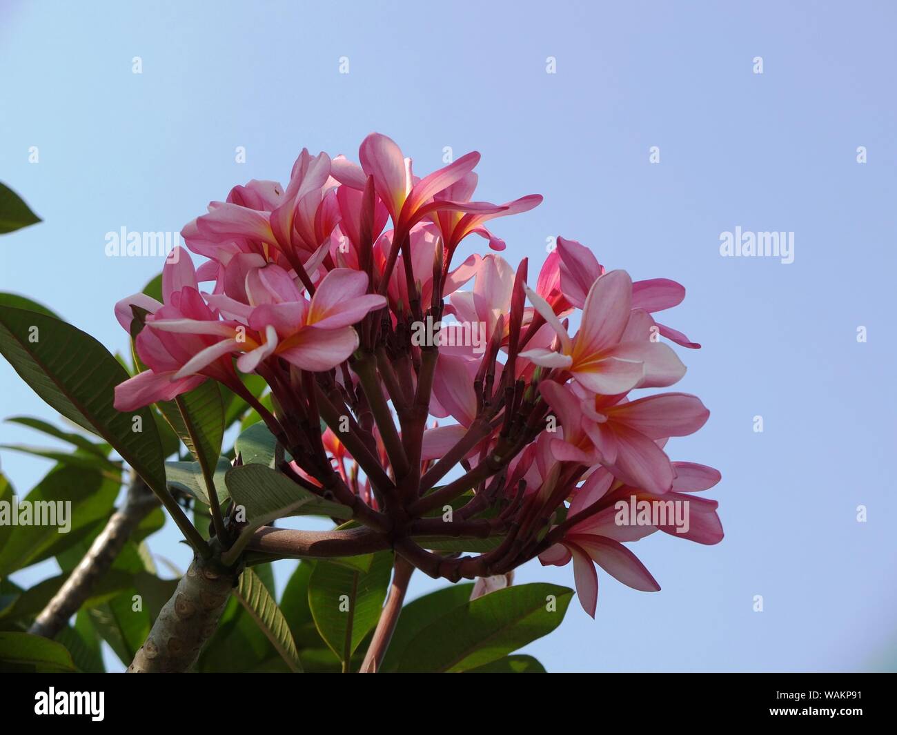 Ping rose hi-res stock photography and images - Alamy