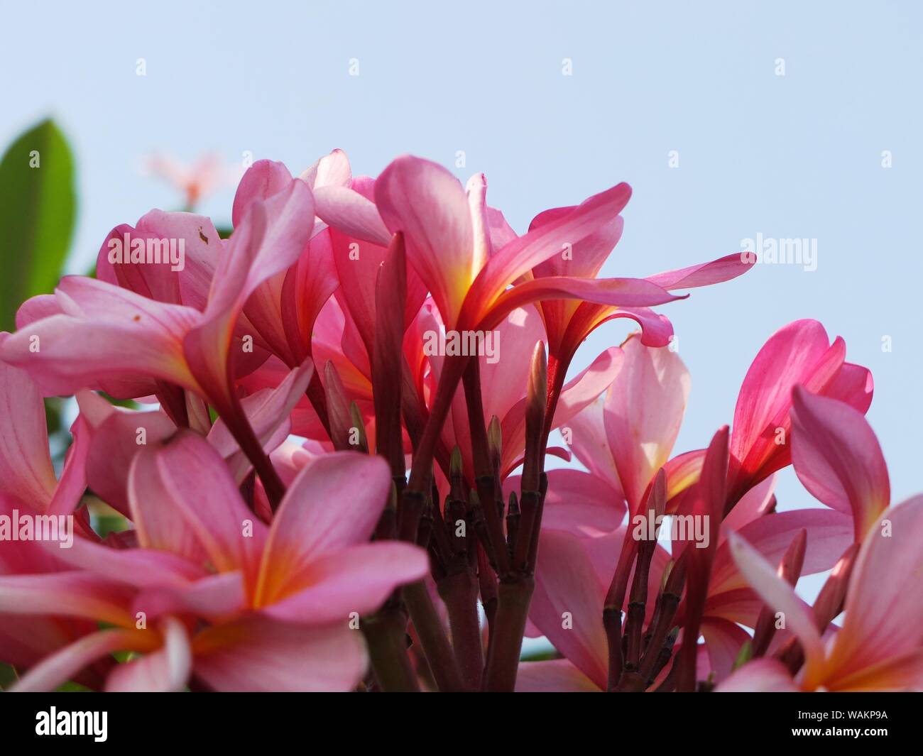 Ping rose hi-res stock photography and images - Alamy