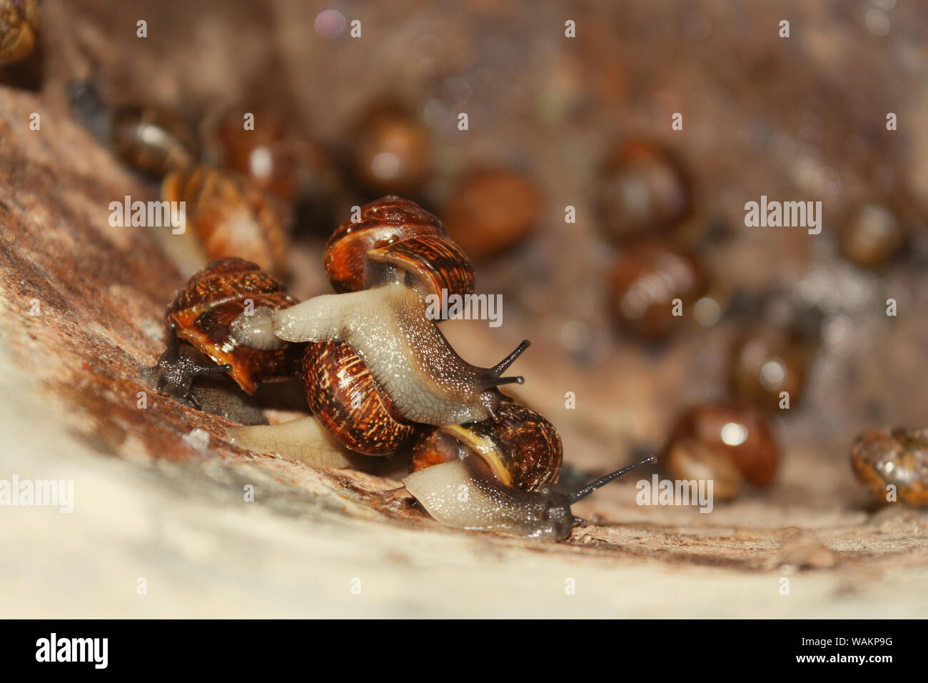 Garden snails group hi-res stock photography and images - Alamy
