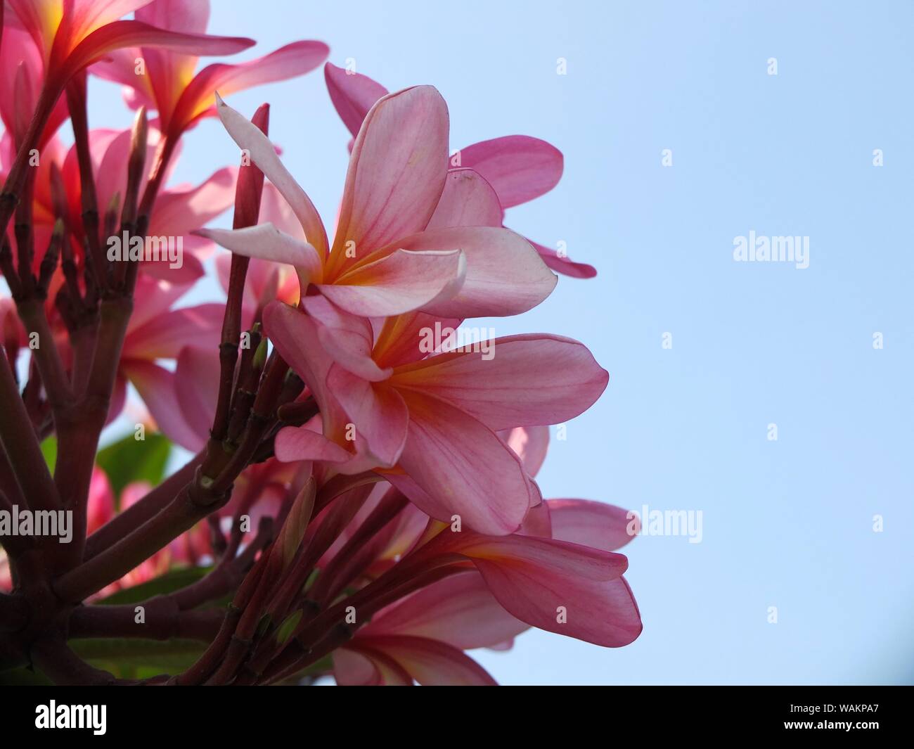 frangipani ping flowers bloom beautifully Stock Photo - Alamy