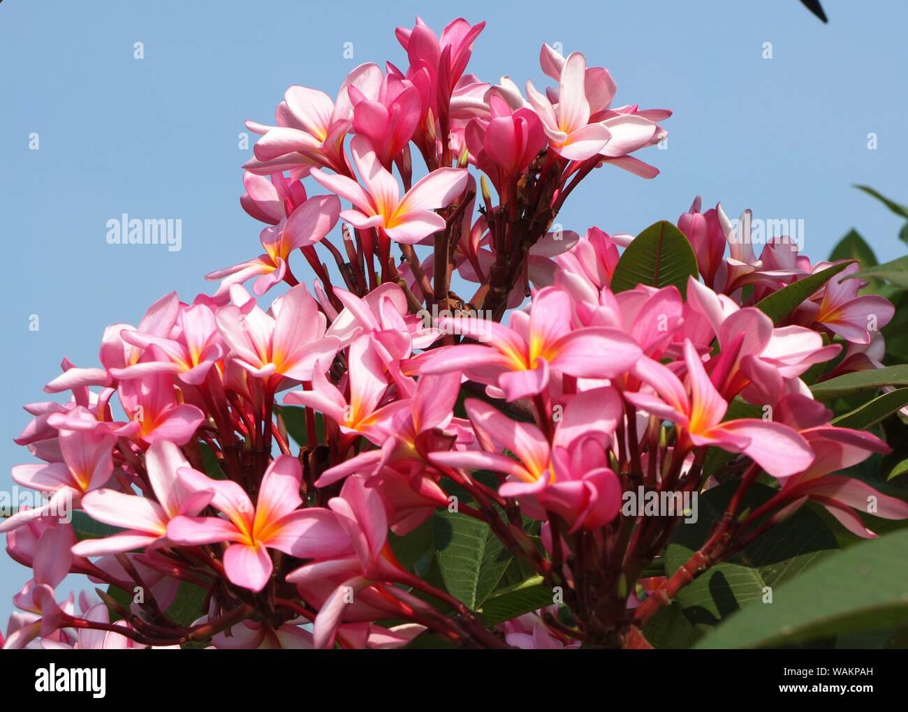 Ping rose hi-res stock photography and images - Alamy