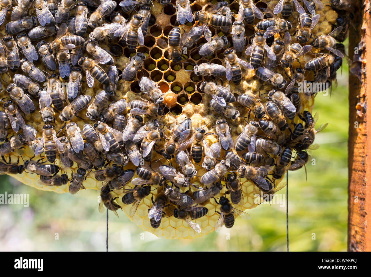 Iberian honey bees hi-res stock photography and images - Alamy