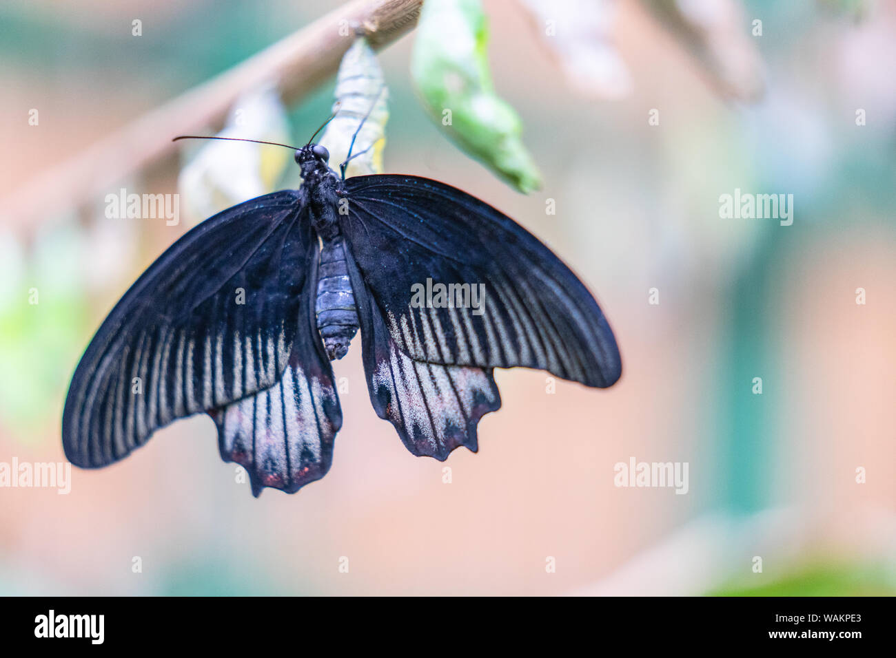 Edinburgh Butterfly World High Resolution Stock Photography and Images ...