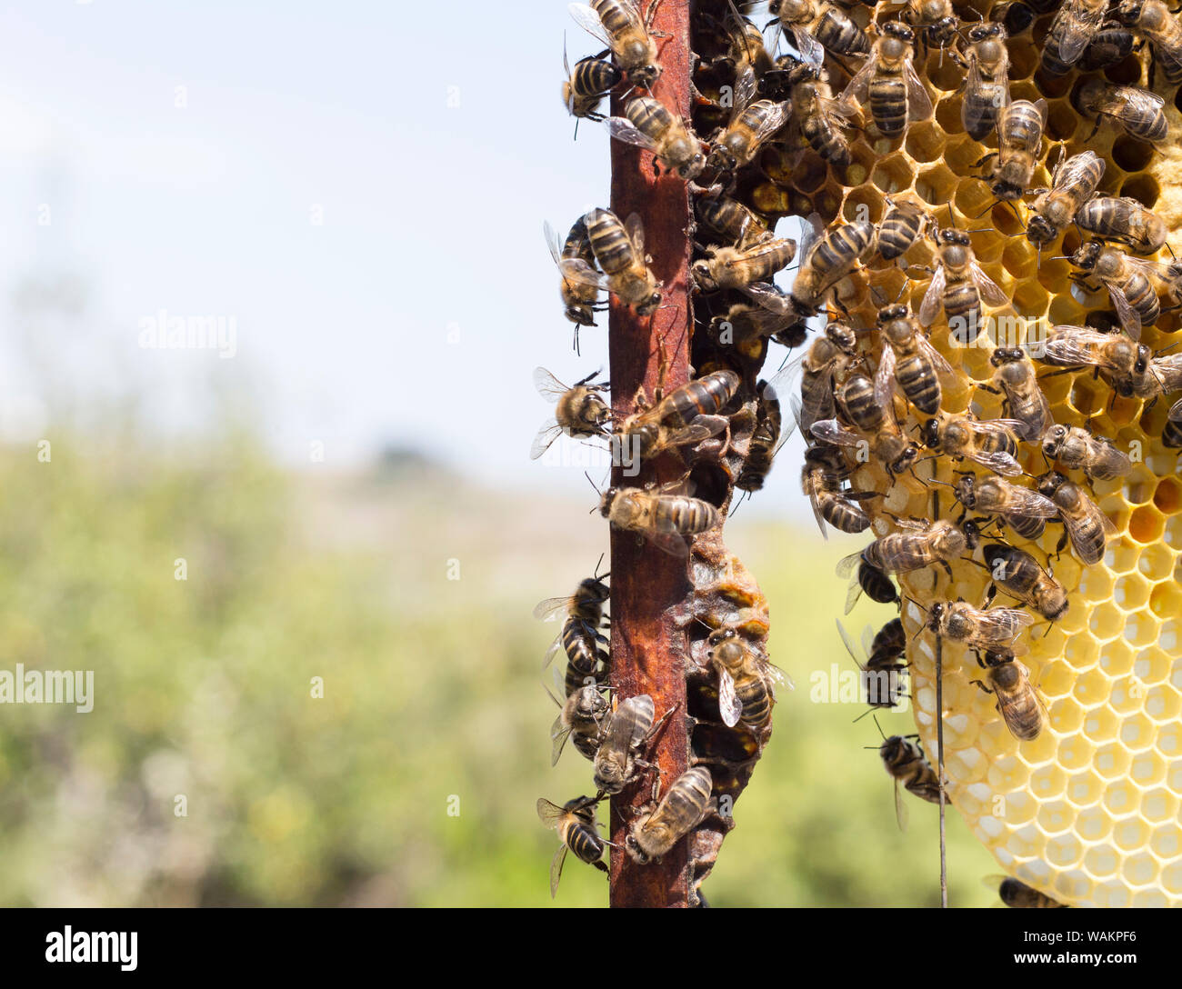 Iberian honey bees hi-res stock photography and images - Alamy