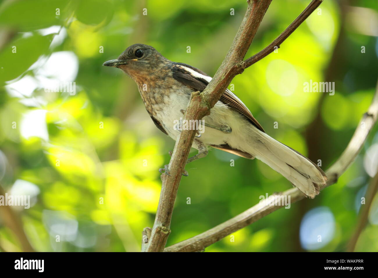 Colour colourful animal aves bird hi-res stock photography and images ...