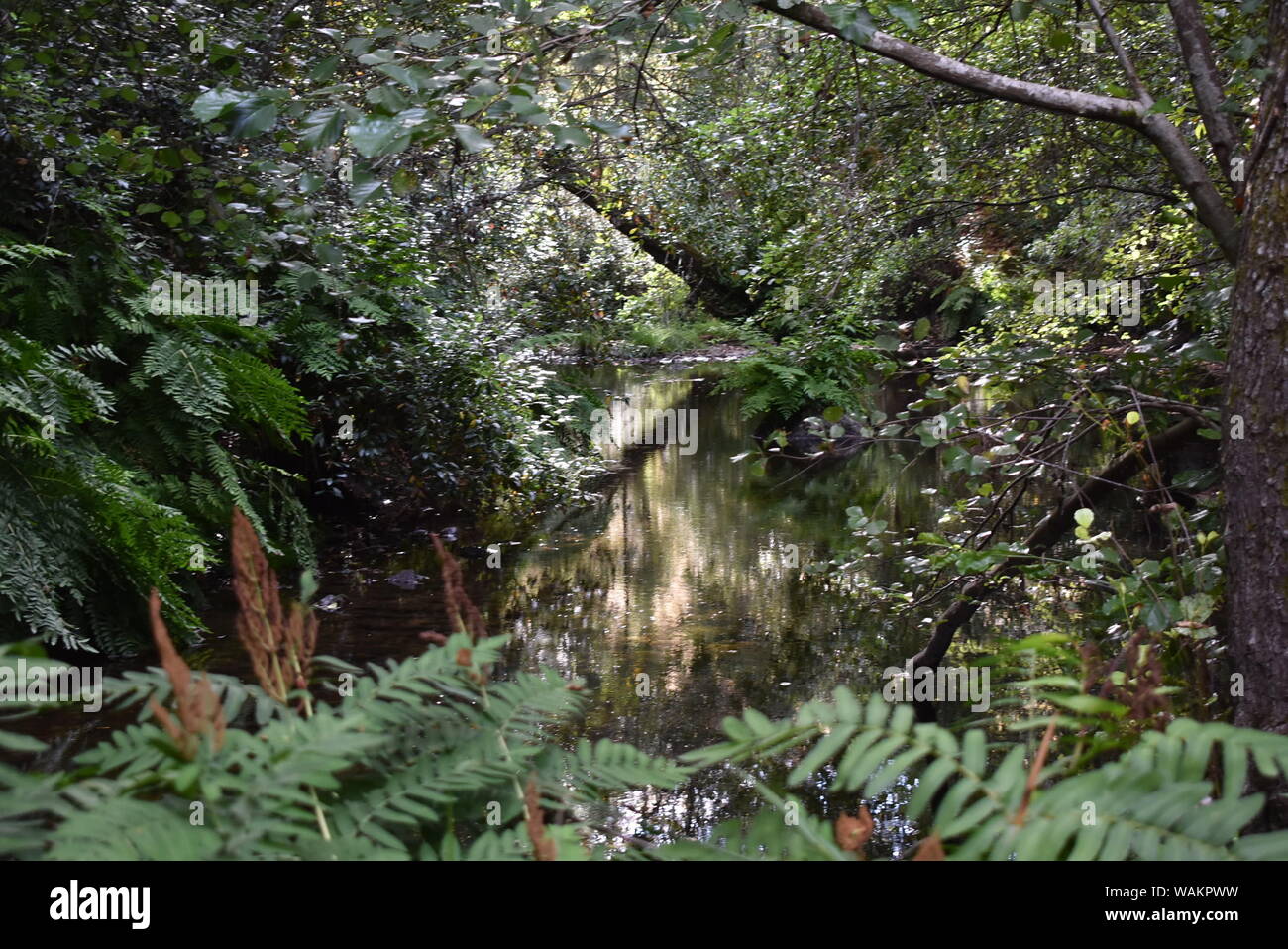 Dão River, Alcafache, Portugal Stock Photo - Alamy