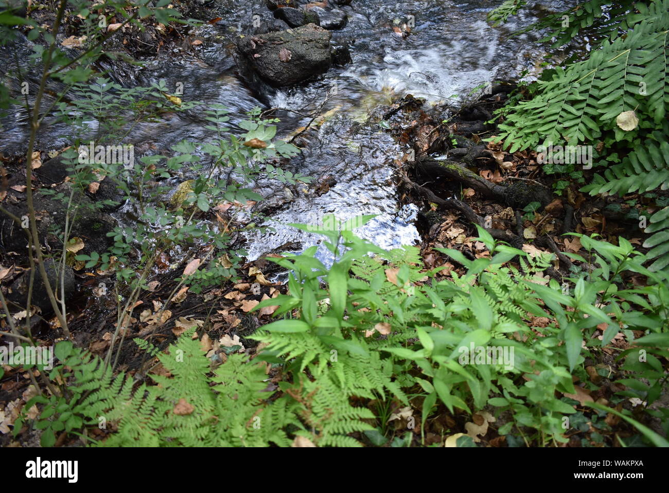 Dão River, Alcafache, Mangualde, Portugal Stock Photo - Alamy