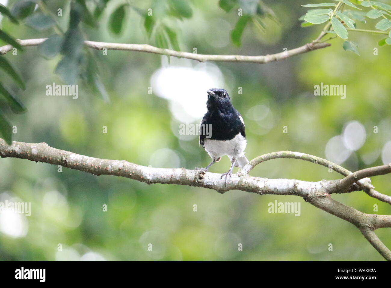 Kakatua bird hi-res stock photography and images - Alamy
