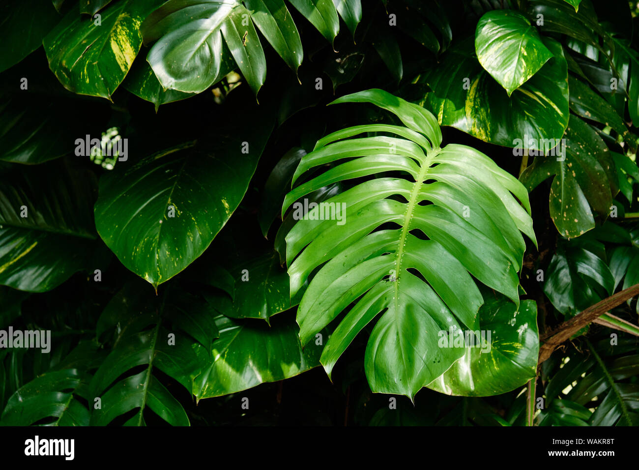 Botanical Nature Green Tropical Leaves Monstera, Palm, Fern and ...