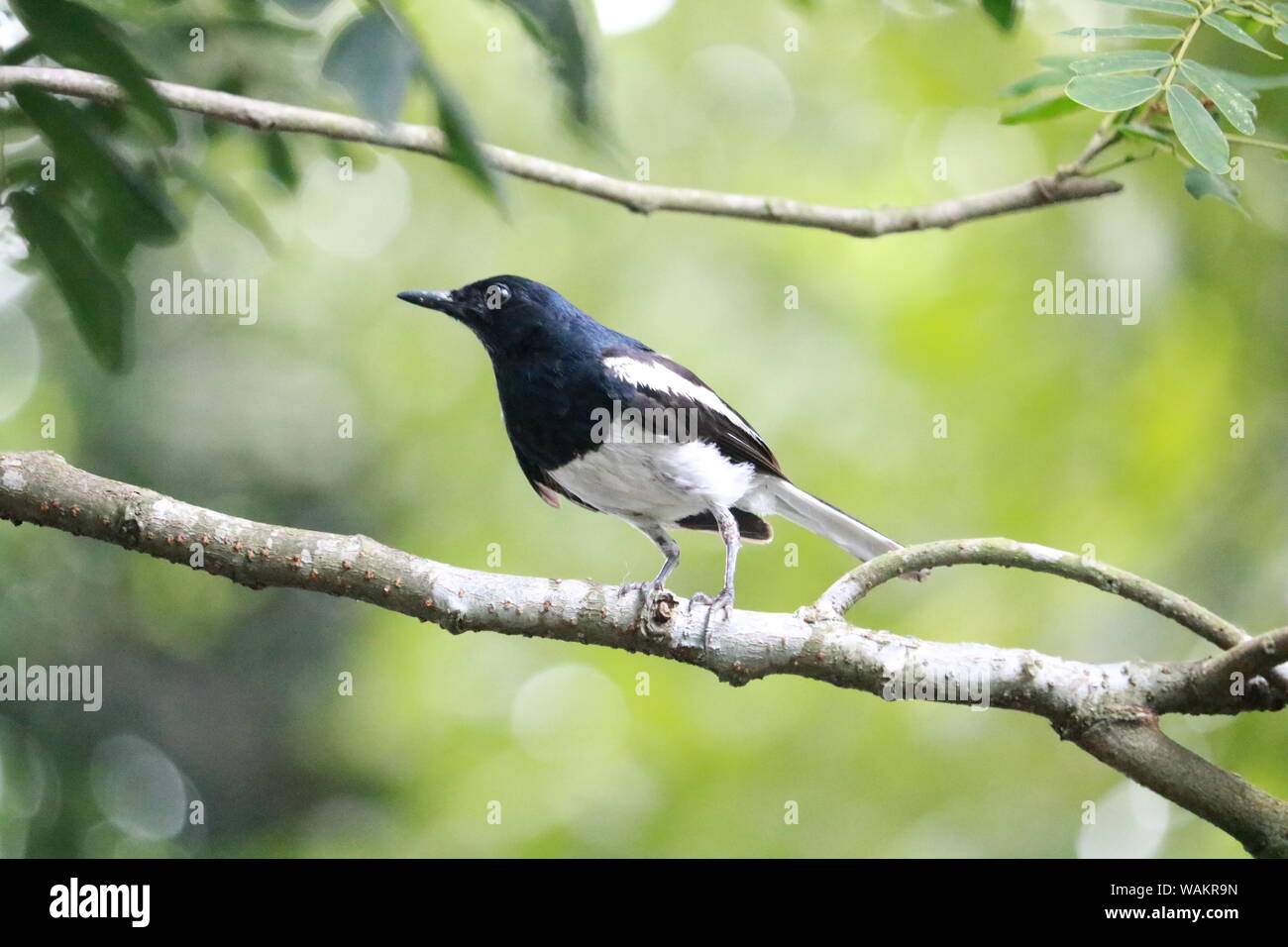 Kakatua bird hi-res stock photography and images - Alamy