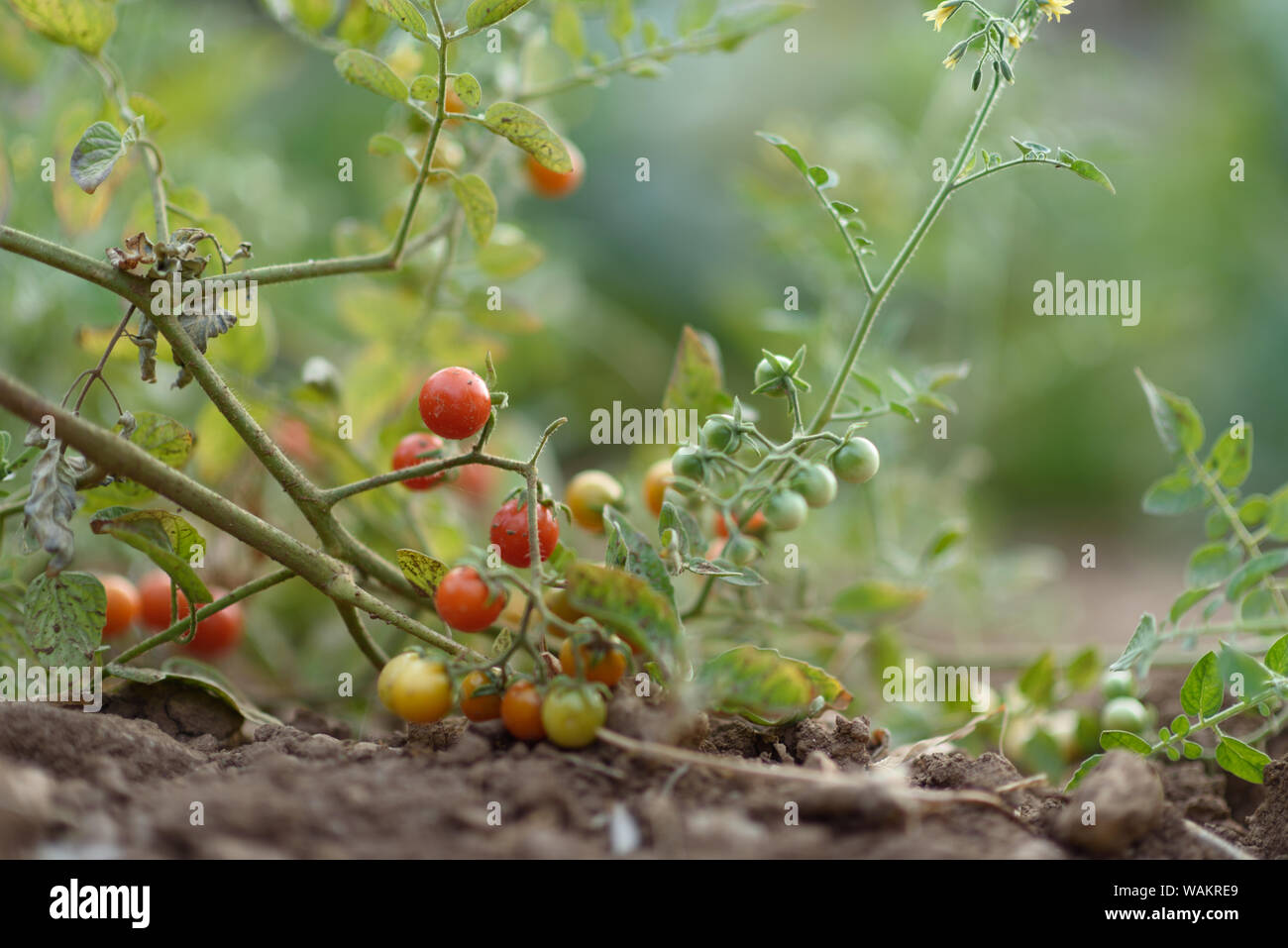 cherry tomato plant Stock Photo - Alamy