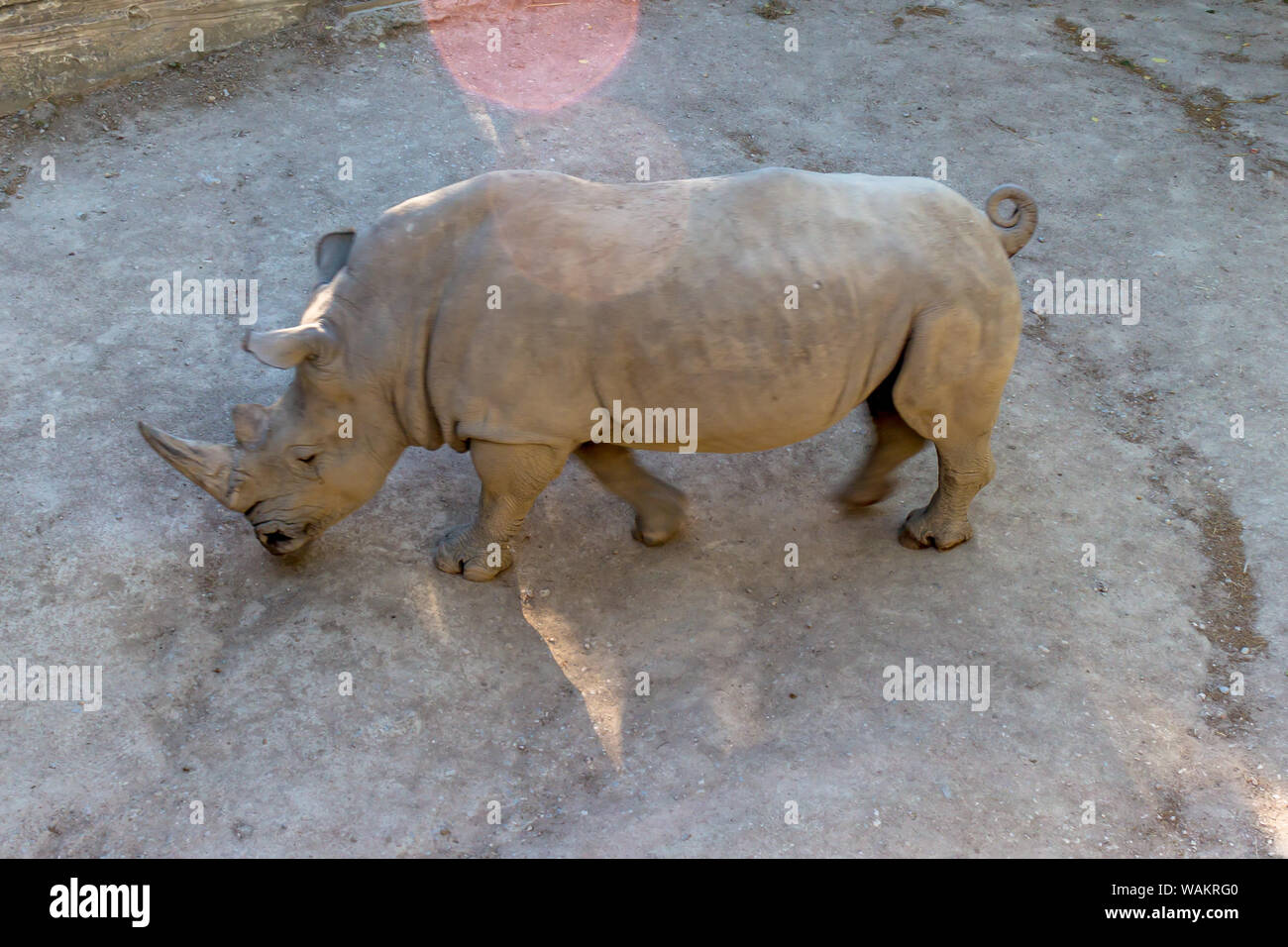 White rhino legs hi-res stock photography and images - Alamy