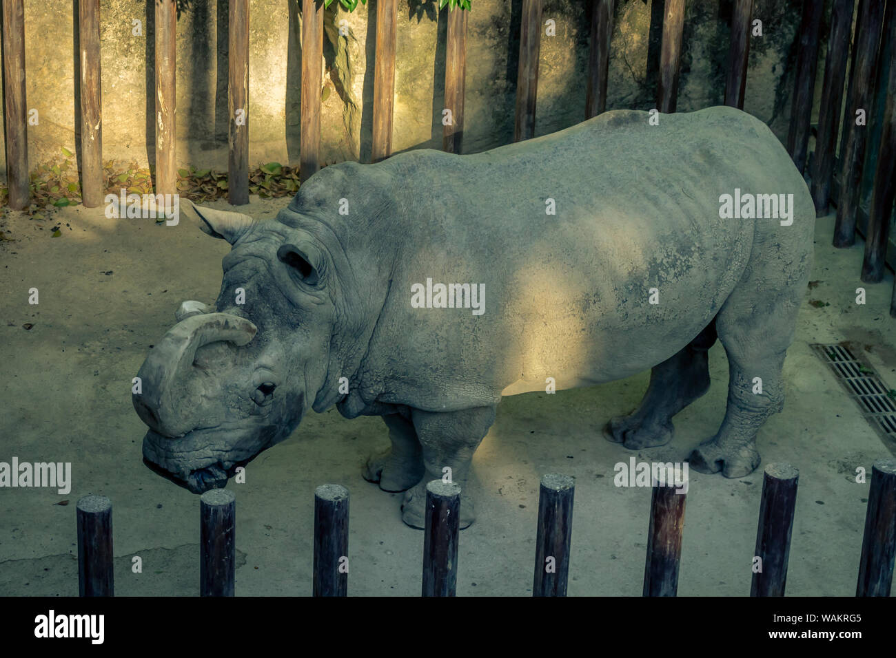 White rhino legs hi-res stock photography and images - Alamy