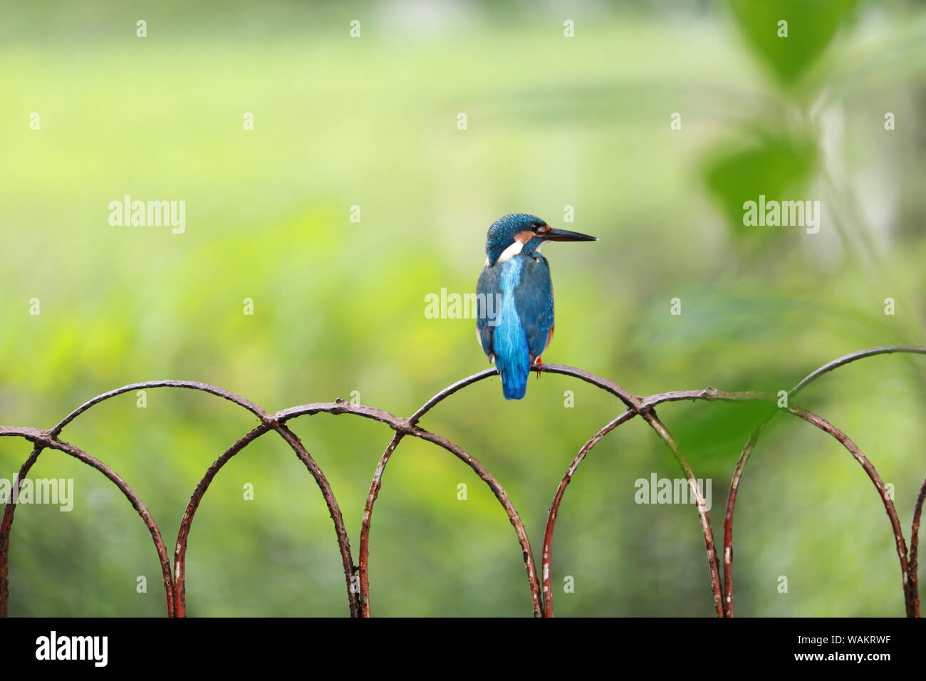 Kakatua bird hi-res stock photography and images - Alamy